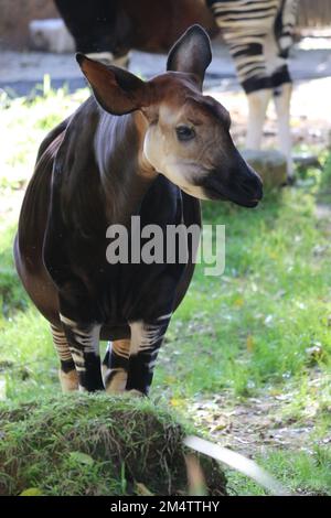 A closeup of an endemic Okapi forest giraffe Stock Photo - Alamy