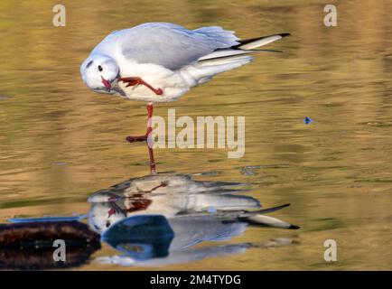 A Black-headed Gull rests on the ice seemingly unaffected by the ...
