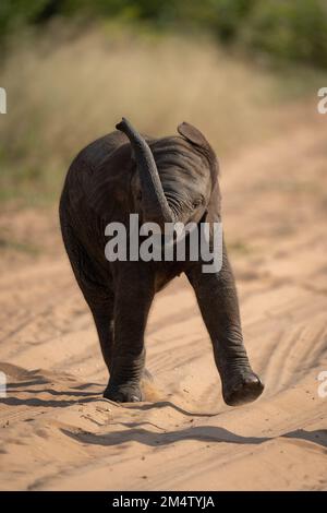 African bush elephant baby swings trunk around Stock Photo - Alamy