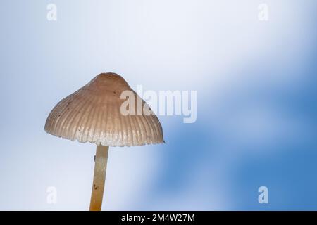 Liberty cap Psilocybin mushroom foraging - Psychedelic Mushrooms in the ...