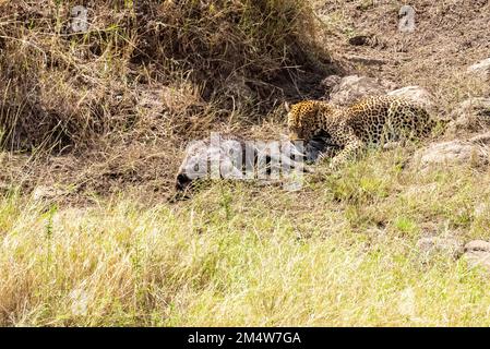 Leopard feeding on a hunted wildebeest Photographed in Tanzania Stock ...