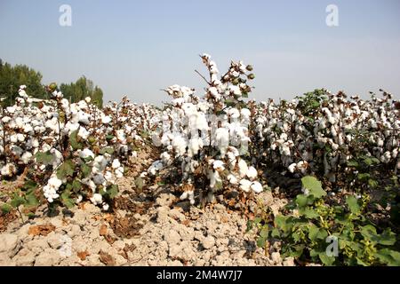 Cotton field farm in Uzbekistan Stock Photo - Alamy