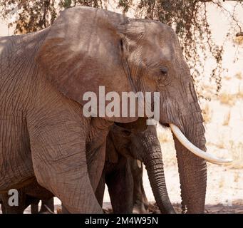 Desert Elephants near Twyfelfontein, Namibia Stock Photo - Alamy