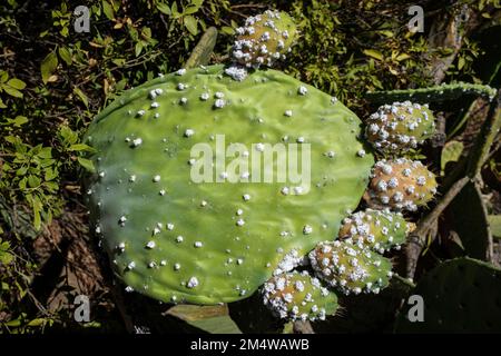 Cochineal covered prickly pear cactus, Opuntia ficus, Araya, Candelaria ...