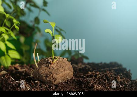 Plants sprouting from a seedball. Seed Bombs on dry soil. Guerrilla ...