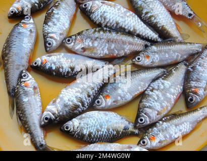 Punti Fish also known as Putti Fish.Freshwater fish Stock Photo - Alamy