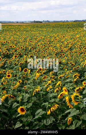 Field of sunflowers near March town; Cambridgeshire; England; UK Stock ...