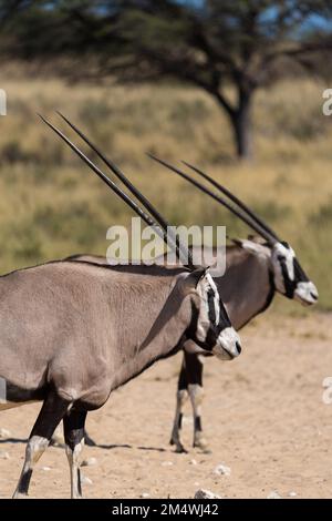 A Gemsbok antelope standing in Kalahari savannah Stock Photo - Alamy