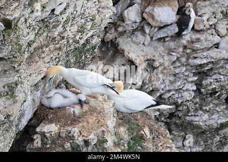 High Force Waterfall Northern England Stock Photo - Alamy
