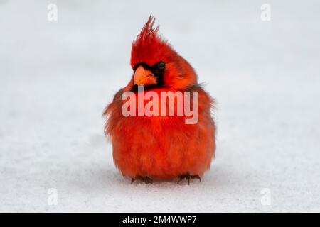 Male Northern Cardinal Fluffed Up on a Rare Snow Day in Southern ...