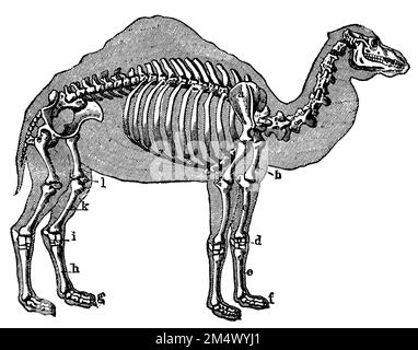 Dromedary (Camelus dromedarius), a.k.a. Arabian camel, Taipei Zoo a.k.a ...
