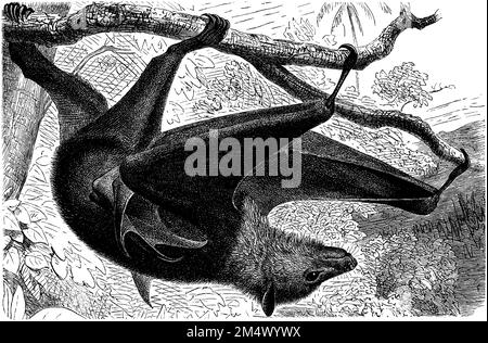 Black-eared flying fox, Pteropus melanotus a, spectral bat, Vampyrum ...