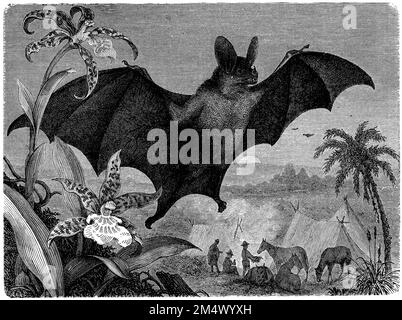 spectral bat Vampyrum spectrum, (zoology book, 1913), Vampir Stock ...