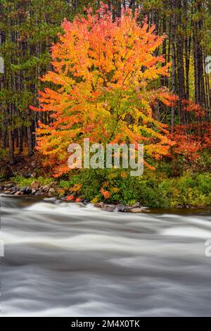 Autumn hardwoods along the Pettawawa River, Algonquin Provincial Park ...