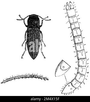 Lined Click Beetle and larva, Agriotes lineatus, anonym (schoolbook ...