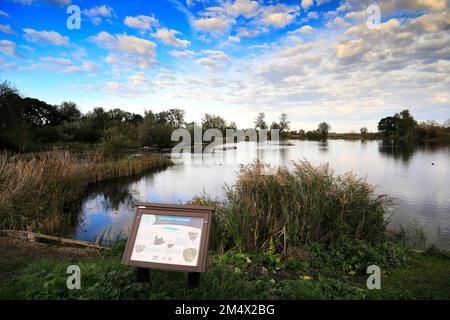 Autumn view over Manea pit wildlife site, Manea town, Cambridgeshire ...