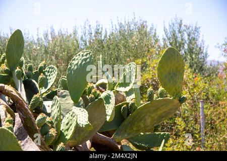 Wild prickly pear, Opuntie cactus in crete. High quality photo Stock ...