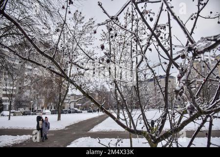 Lviv, Ukraine. 14th Dec, 2022. Tree branches are covered with ice after ...