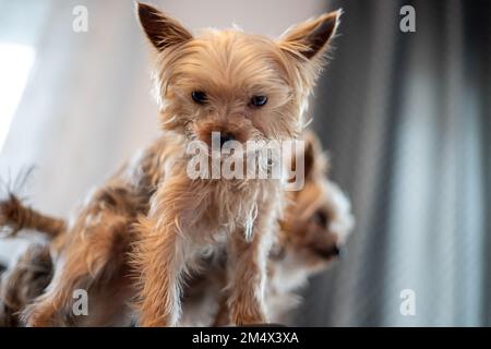 Two small Yorkshir Terrier dog are one the couch stand. High quality ...