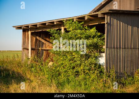 old overgrown barn overgrown with plants. High quality photo Stock ...