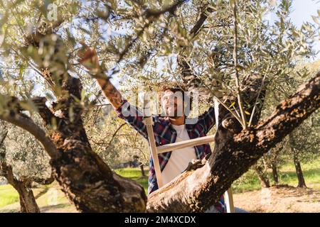 Man on ladder reaching out for branch of tree Stock Photo - Alamy