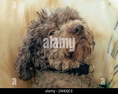cute Lagotto romagnolo sits in at home. Brown dog with beige spots. The ...