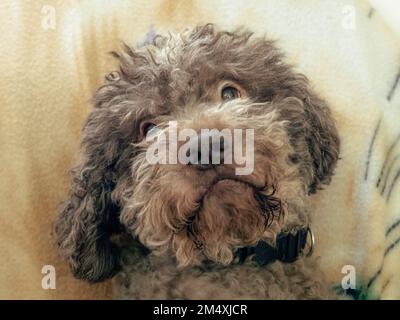 cute Lagotto romagnolo sits in at home. Brown dog with beige spots. The ...