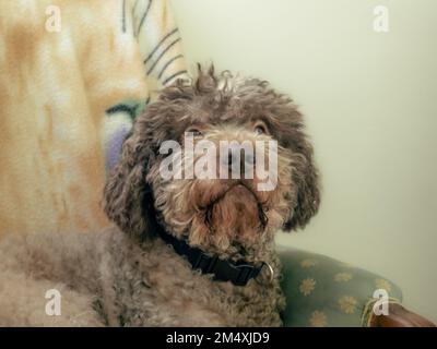 cute Lagotto romagnolo sits in at home. Brown dog with beige spots. The ...