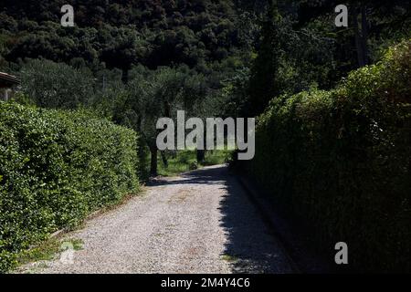 Climbing side road bordered by olive tree plantations in summer Stock ...