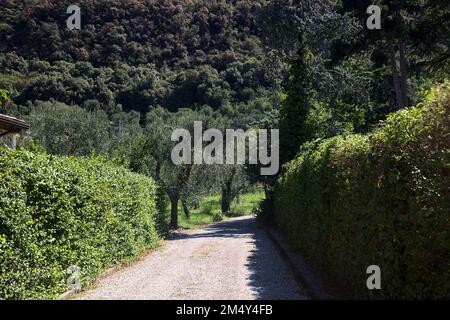Climbing side road bordered by olive tree plantations in summer Stock ...
