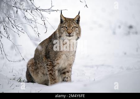 A lynx at the edge of the forest inspects the newly fallen snow Stock ...
