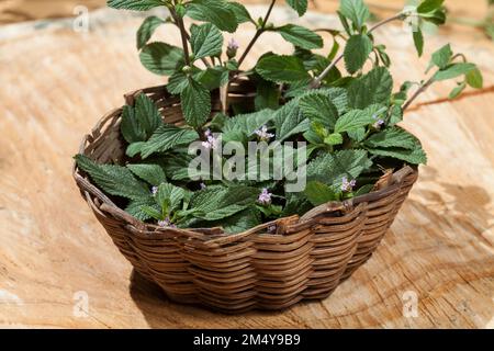 Lippia alba - Fresh leaves of soon relief medicinal plant Stock Photo ...