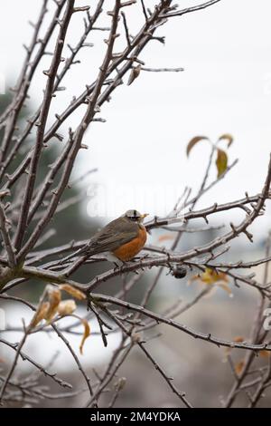 Seattle, Washington, USA. 23rd December, 2022. An American robin ...