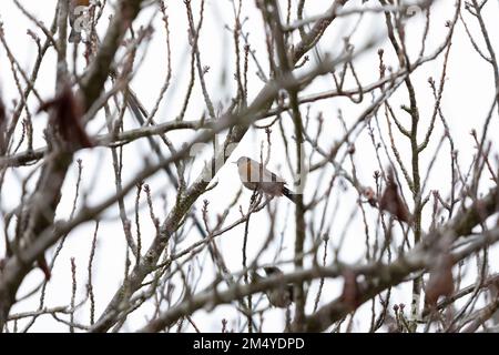 Seattle, Washington, USA. 23rd December, 2022. An American robin ...