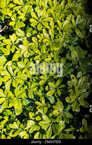 Leaves as floral herbal nature background texture Stock Photo - Alamy