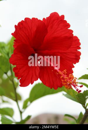 A vertical closeup of a red Shoeblackplant, Hibiscus rosa-sinensis ...