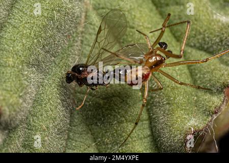 Adult Male Cobweb Spider of the Family Theridiidae Stock Photo - Alamy