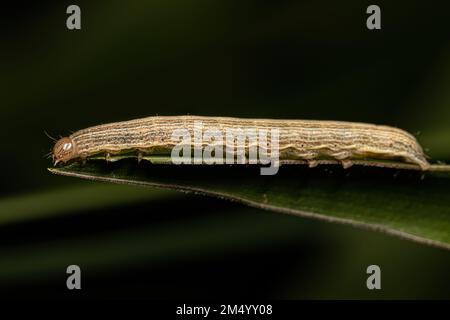 small moth caterpillar of the Order Lepidoptera Stock Photo - Alamy