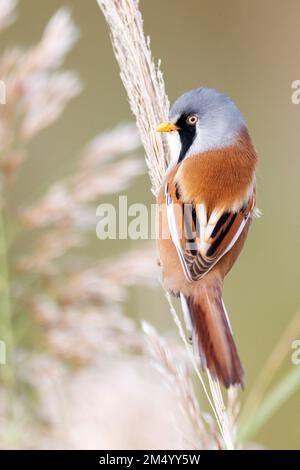 Bearded reedling (Panurus biarmicus), Songbird, Titmouse, Federsee lake ...