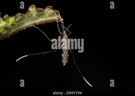 Adult Malaria Mosquito of the Genus Anopheles Stock Photo - Alamy