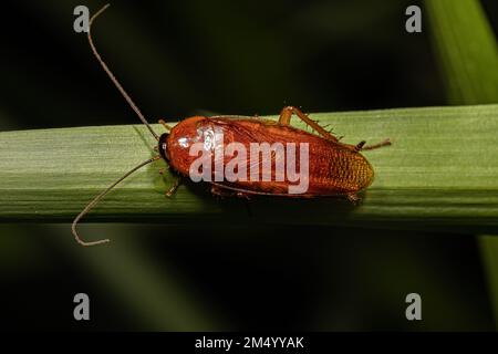 Adult Wood Cockroach of the Family Ectobiidae Stock Photo - Alamy