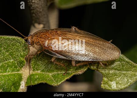Adult Wood Cockroach of the Family Ectobiidae eating a winged termite ...