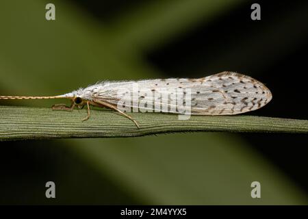 Adult Caddisfly Insect of the Genus Nectopsyche Stock Photo - Alamy