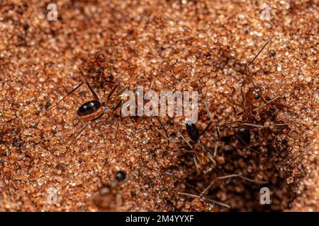Adult Pyramid Ants of the Genus Dorymyrmex Stock Photo - Alamy