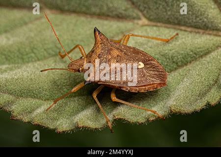 Adult Stink bug of the species Euschistus carbonerus Stock Photo - Alamy