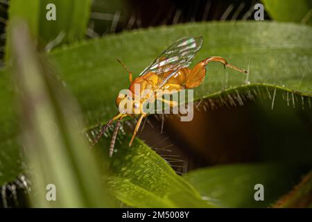Adult Chalcidoid Wasp of the family Chalcididae Stock Photo - Alamy