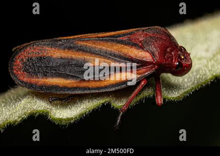 Adult Froghopper Insect of the Family Cercopidae Stock Photo - Alamy