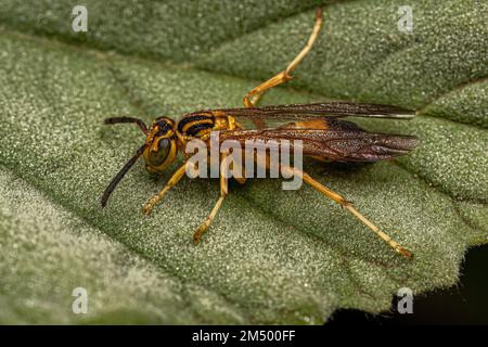 Adult Gregarious Paper Wasp of the species Agelaia pallipes Stock Photo ...