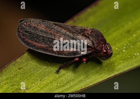 Adult Froghopper Insect of the Family Cercopidae Stock Photo - Alamy