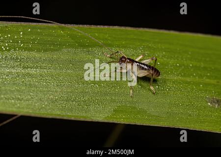 Raspy Cricket Nymph of the Family Gryllacrididae Stock Photo - Alamy